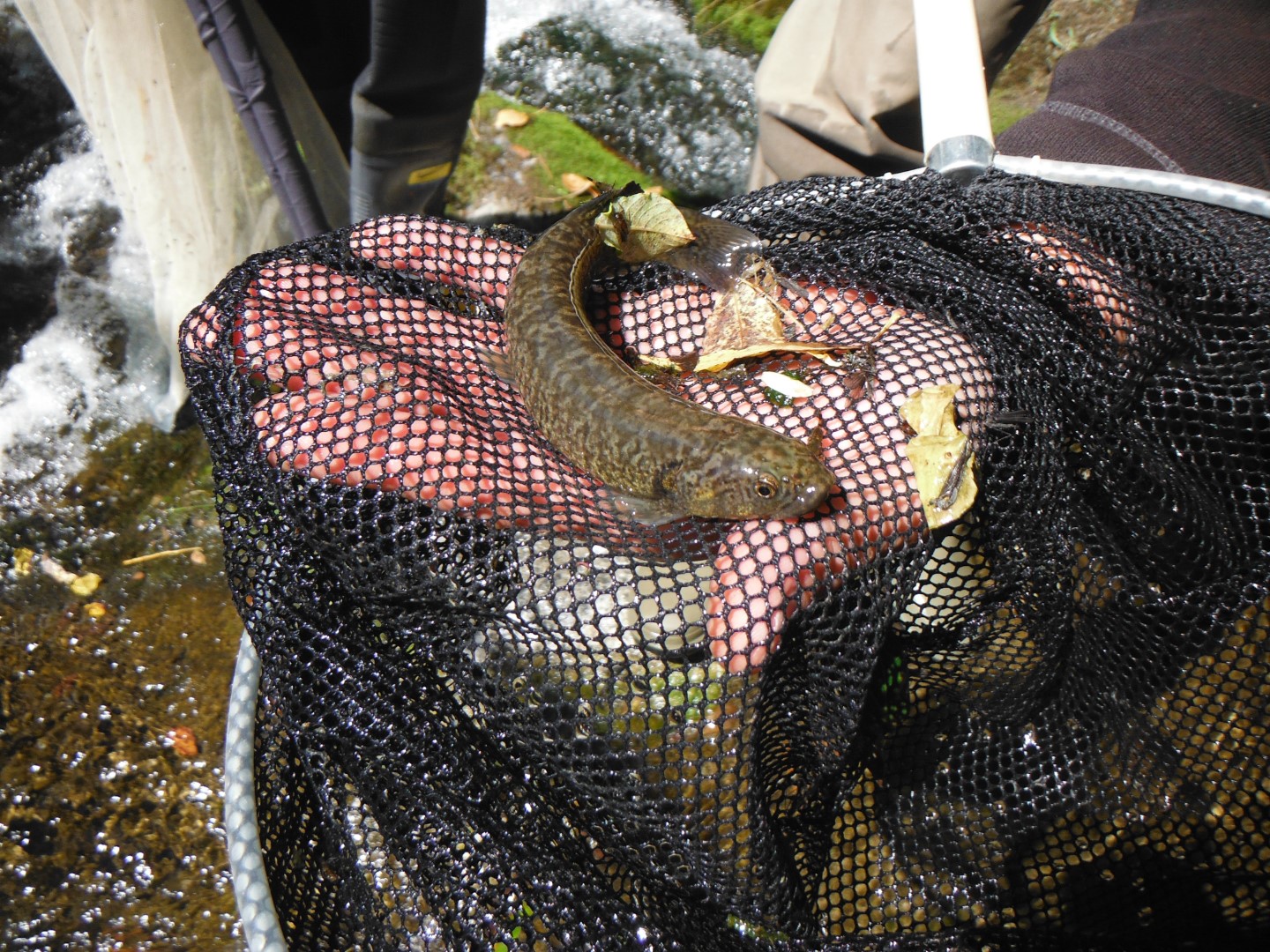 Land, Air, Water Aotearoa (LAWA)