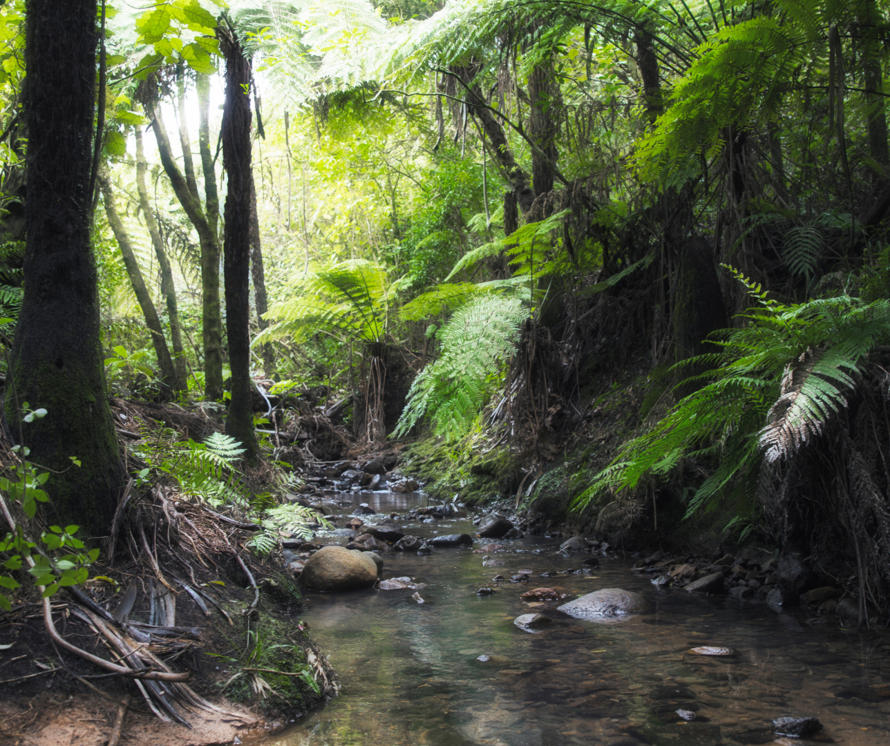 Land, Air, Water Aotearoa (LAWA) - Q&A: LAWA River Water Quality ...
